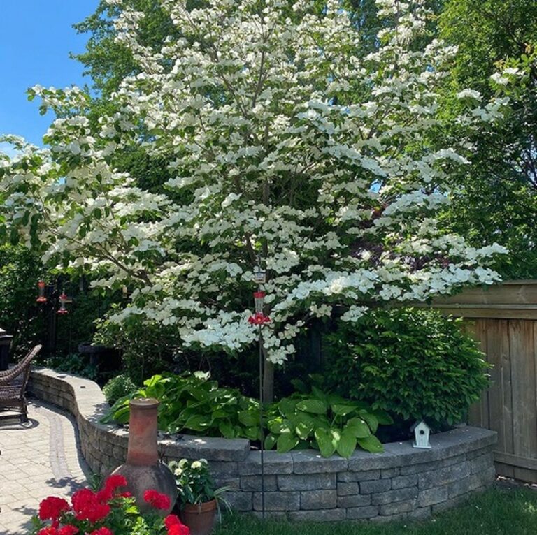 26 Stunning Dogwood Tree Varieties to Brighten Your Garden