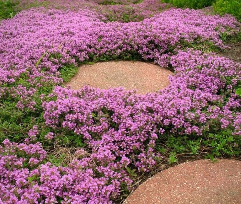 21 Beautiful Walkable Ground Covers for a Dreamy Garden