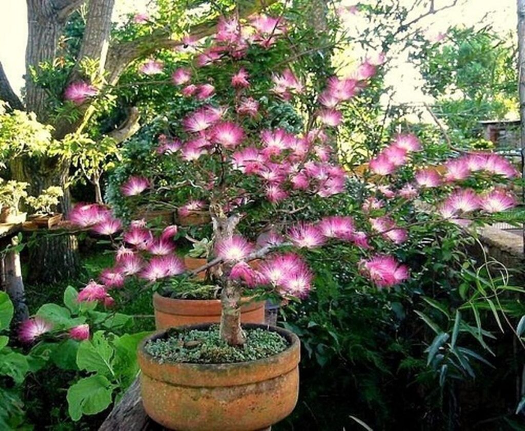 19 Stunning Calliandra Plant Types: Gorgeous Powder Puff Varieties