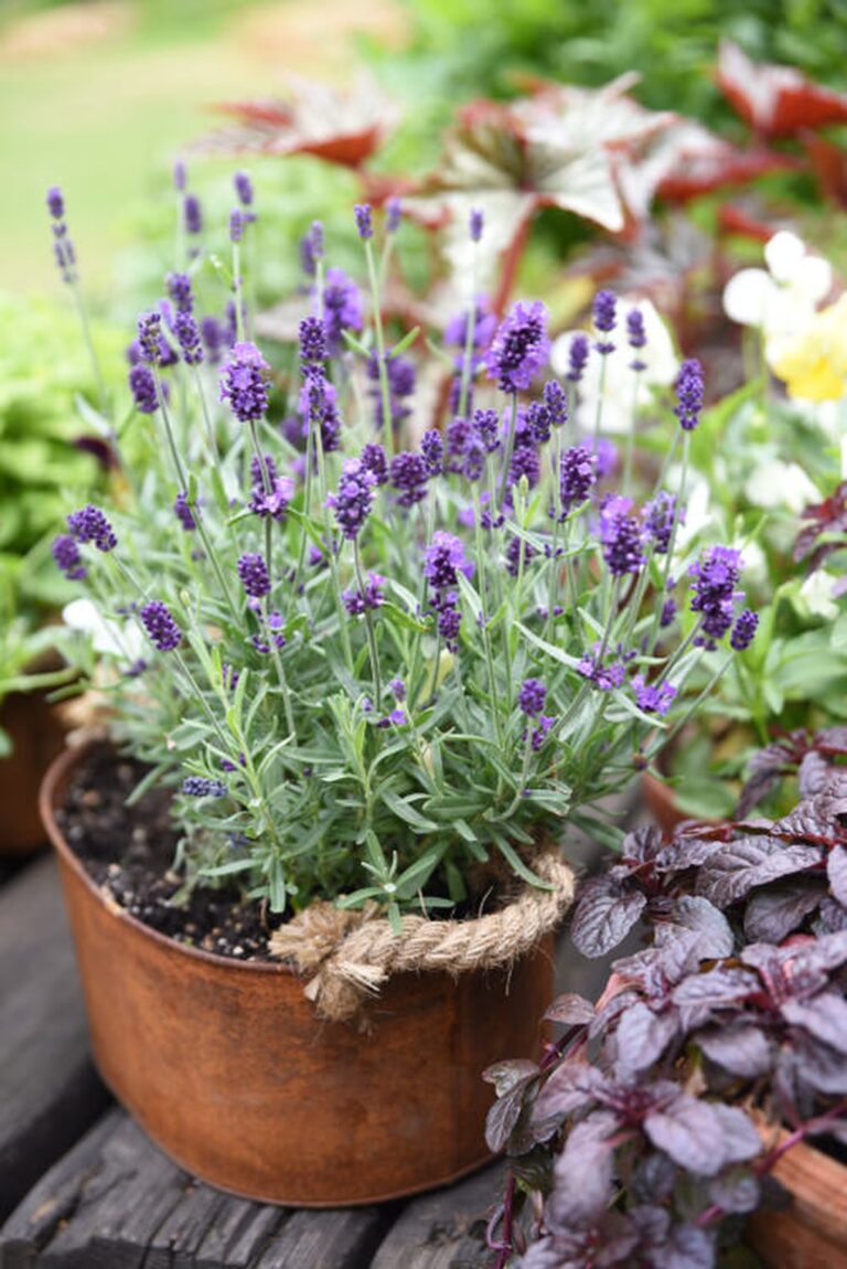 13 Breathtaking Mauve Flowers to Brighten Your Garden