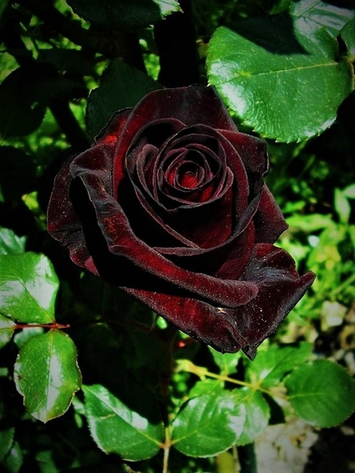 7 Beautiful Brown Roses That Will Take Your Breath Away