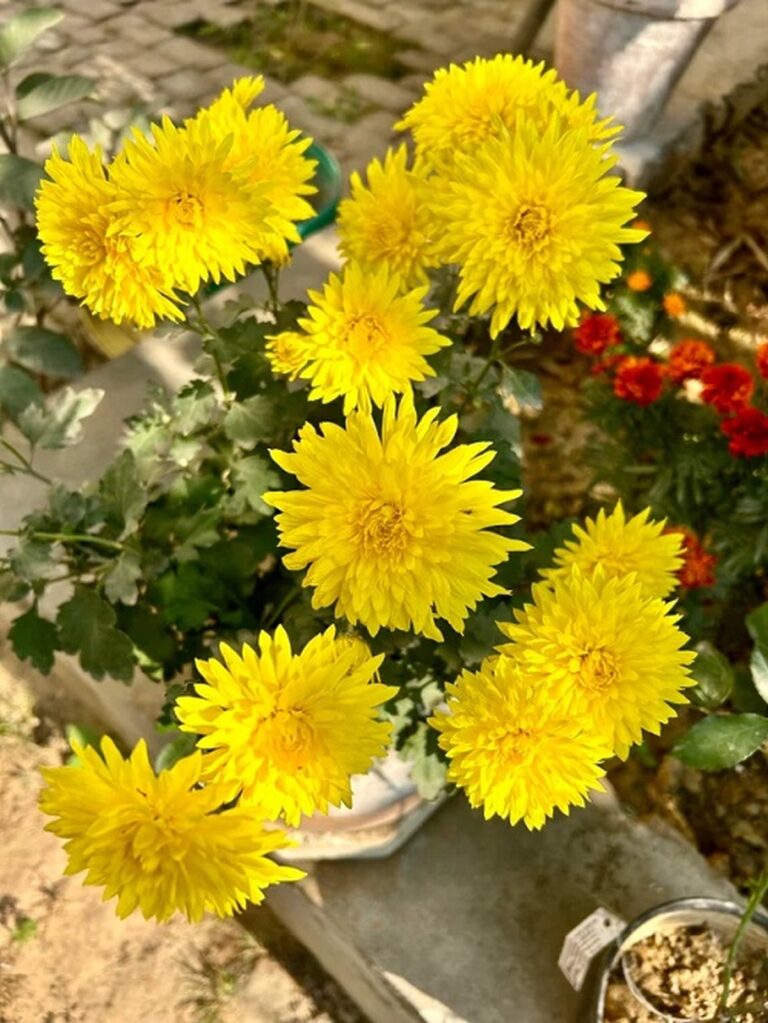 17 Stunning Plants that Bloom Instantly After Planting