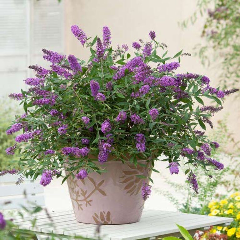 18 Beautiful Flowers That Mean New Beginnings for Fresh Starts