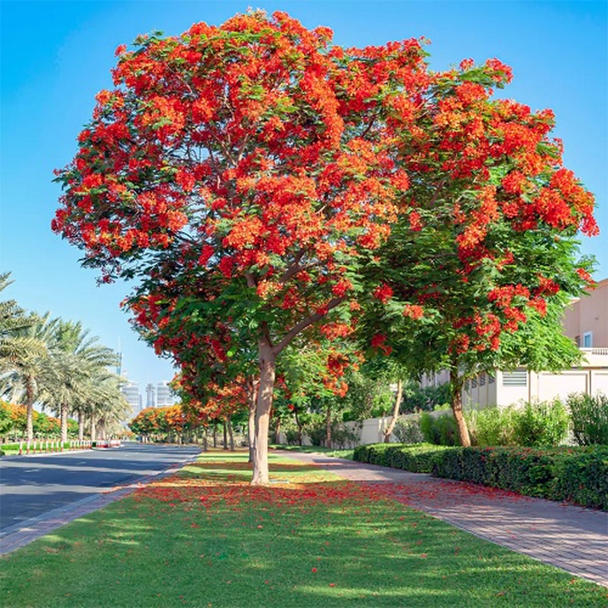 11 Stunning Flame Trees That Will Brighten Up Your Garden