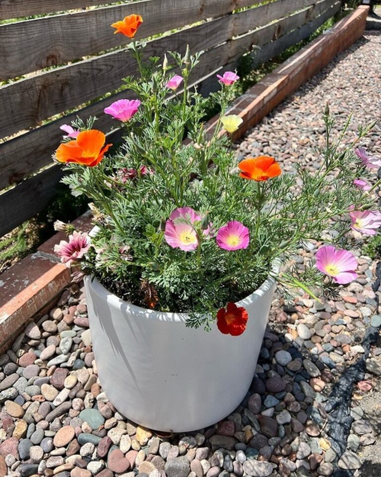 13 Stunning Flowers That Look Like Poppies - Nature's Lookalikes