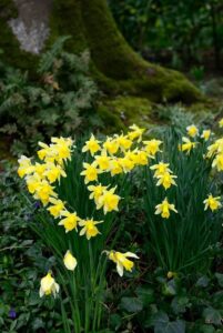25 Powerful Flowers That Represent Strength - Nature's Warriors!