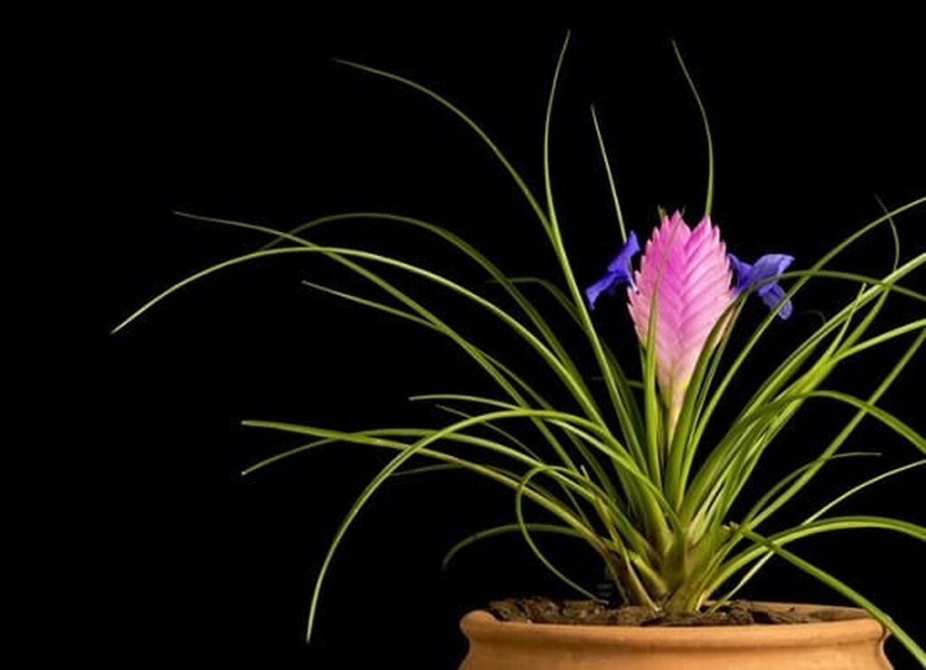 24 Stunning Air Plants That Bring Natural Beauty to Any Home