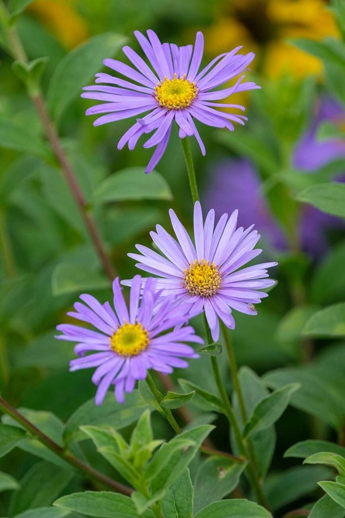 13 Breathtaking Mauve Flowers to Brighten Your Garden