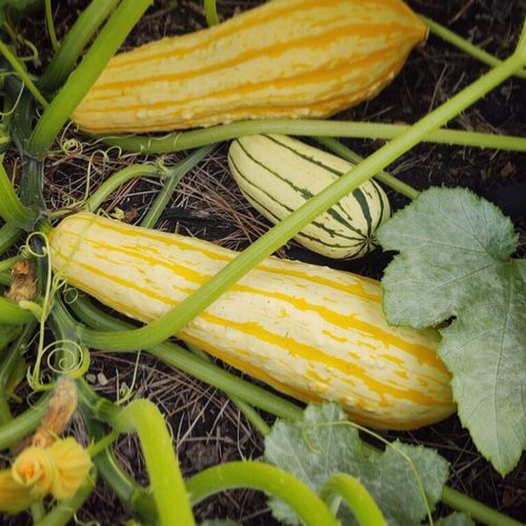 38 Delicious Types of Squash: Best Varieties for Your Garden