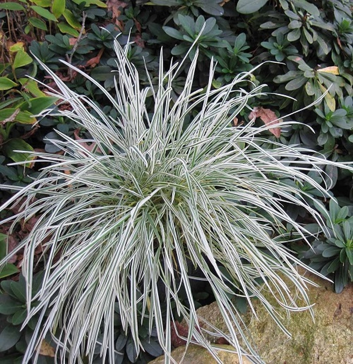 15 Stunning Ornamental Grasses For Shade That Thrive Effortlessly