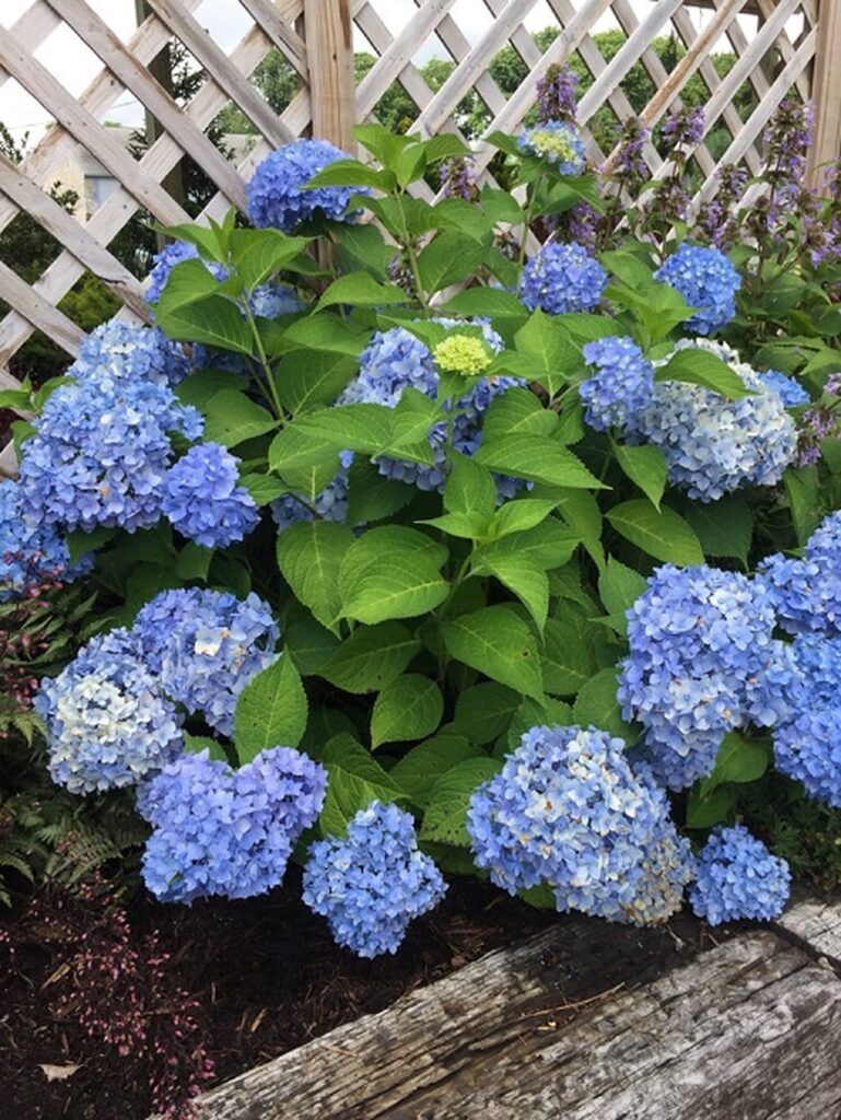 18 Gorgeous Low Pollen Flowers That Won't Make You Sneeze
