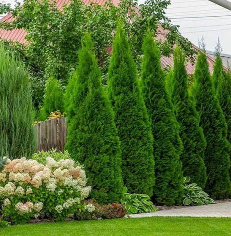 14 Stunning 5-6 Foot Evergreen Shrubs For Privacy Screens