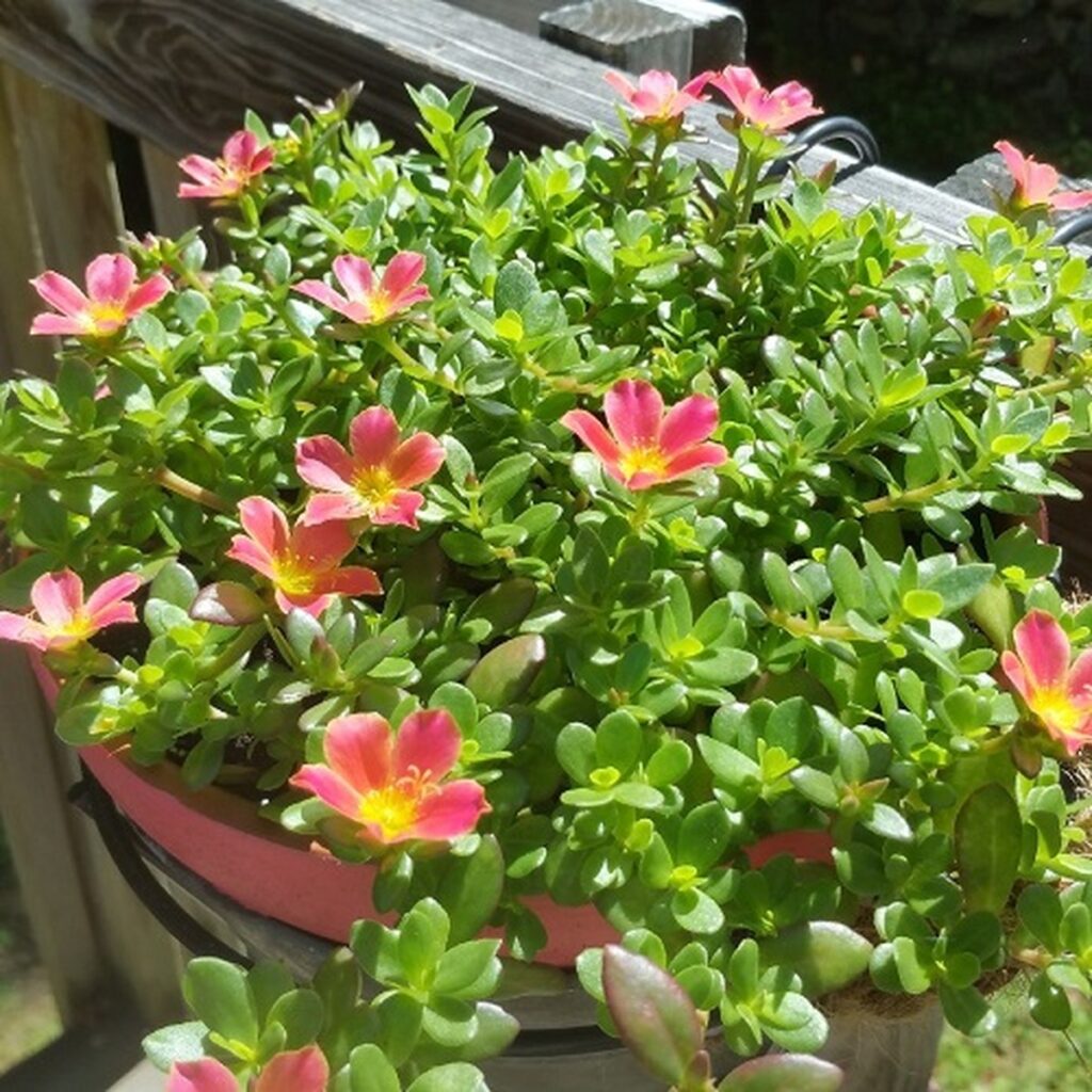29 Stunning Portulaca Varieties That Brighten Every Garden