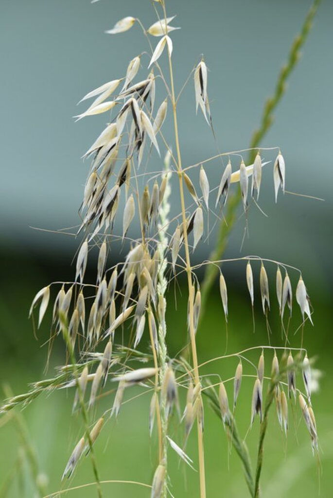 18 Common Weeds That Look Like Wheat—Can You Spot Them?