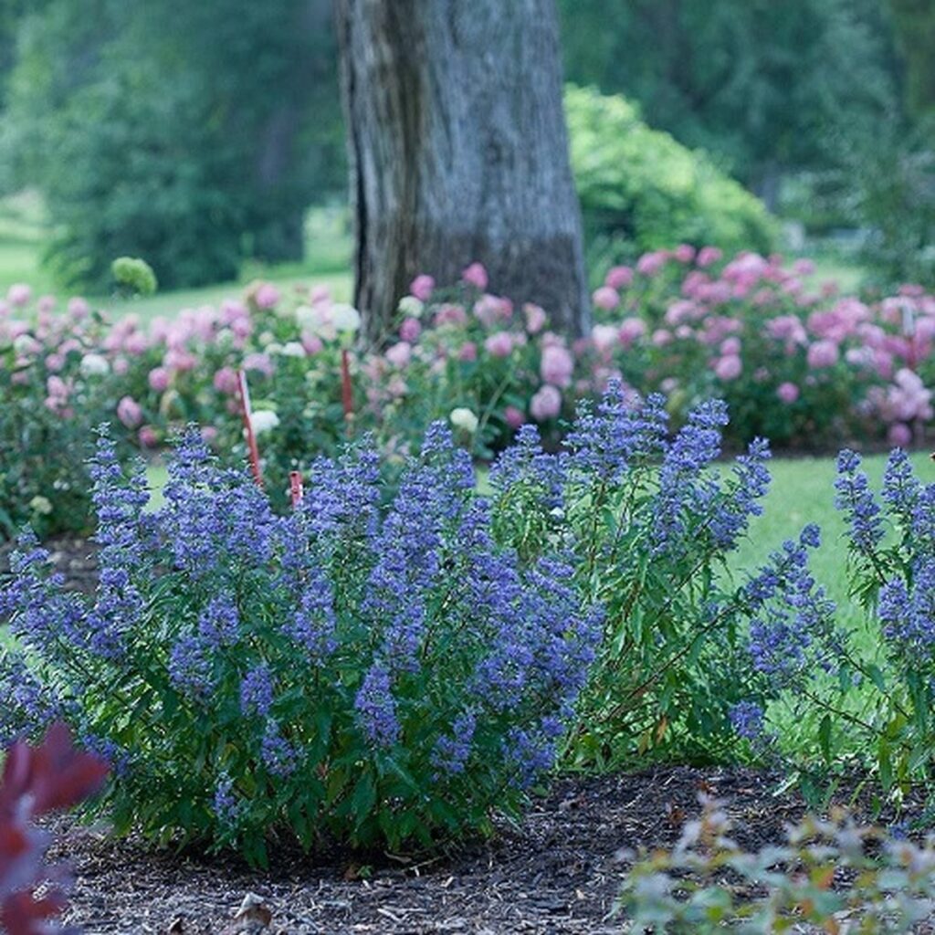 16 Stunning Dark Blue Flowers to Enchant Your Garden