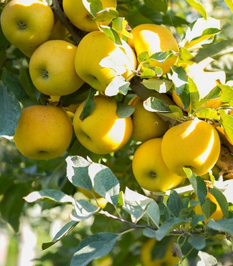 27 Delicious Yellow Apple Varieties Perfect For Your Garden