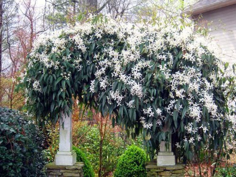 27 Stunning Ideas with Clematis in the Garden to Inspire You