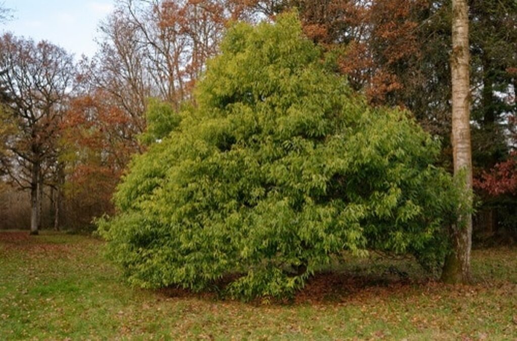 50 Stunning Types of Oak Trees for Your Dream Landscape