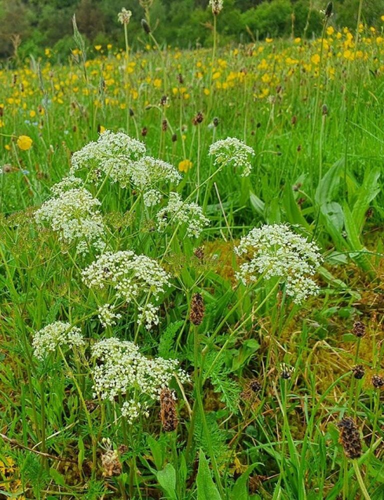 22 Stunning Plants with Clusters of Tiny White Flowers