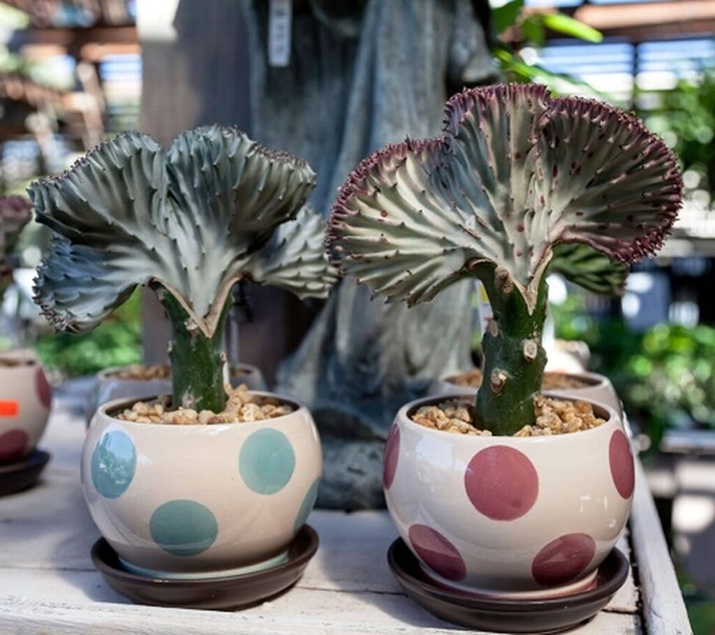 19 Exotic Plants That Look Like Brain