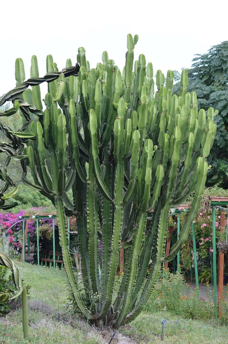 18 Amazing Types of Columnar Cactus Varieties for Your Garden