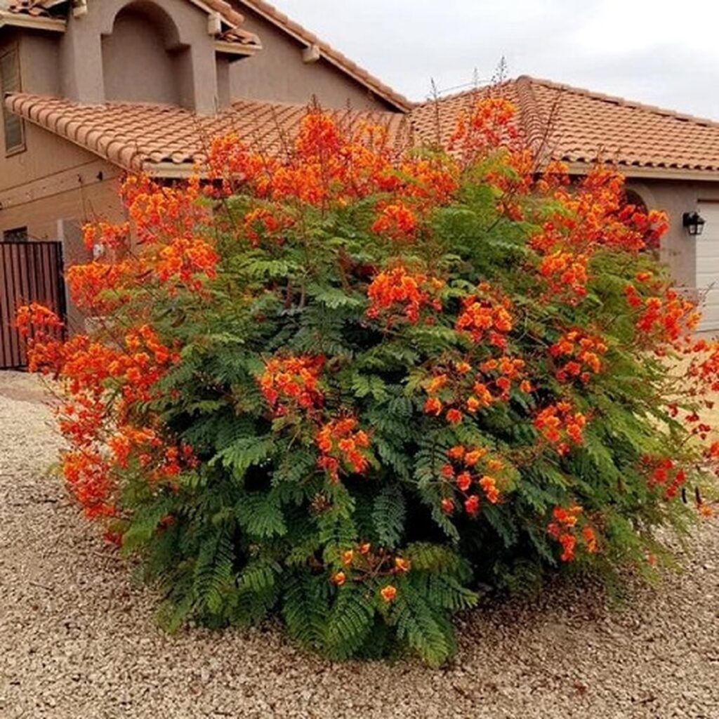 38 Gorgeous Texas Flowering Shrubs That Brighten Any Garden