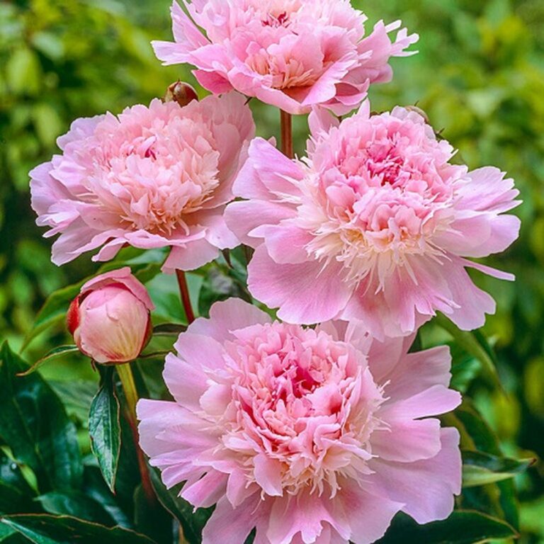 55 Gorgeous Pink Peony Varieties That Bloom Beautifully