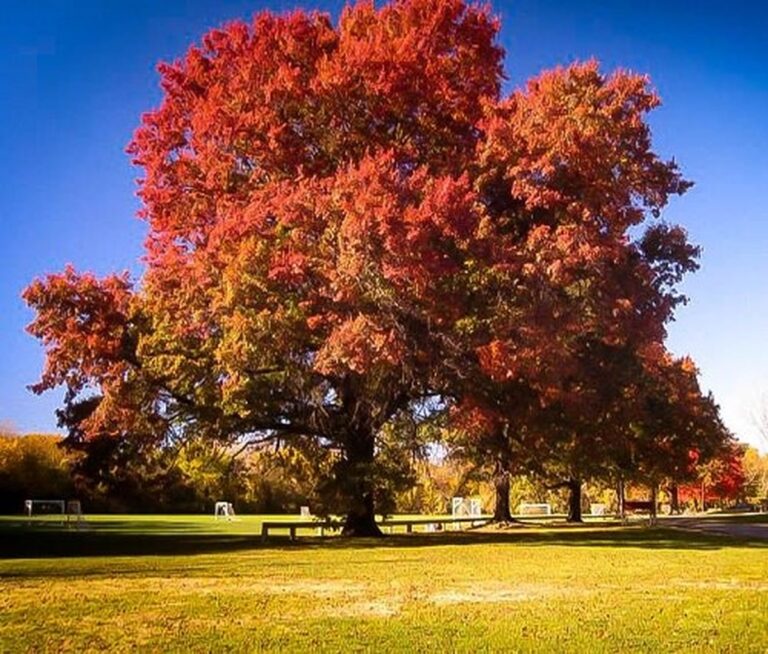 50 Stunning Types of Oak Trees for Your Dream Landscape