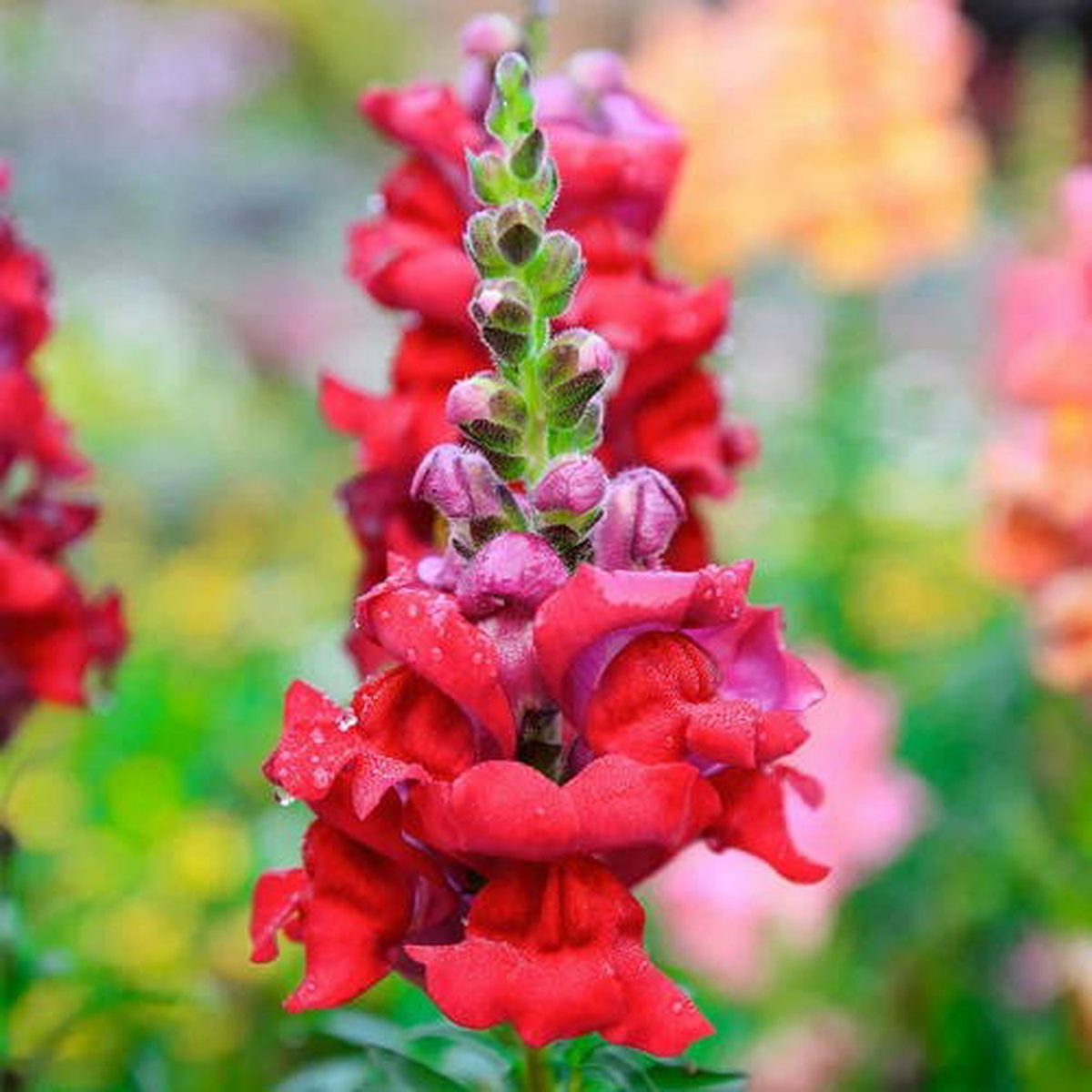 12 Gorgeous Flowers That Look Like Butterfly Ready to Fly Away