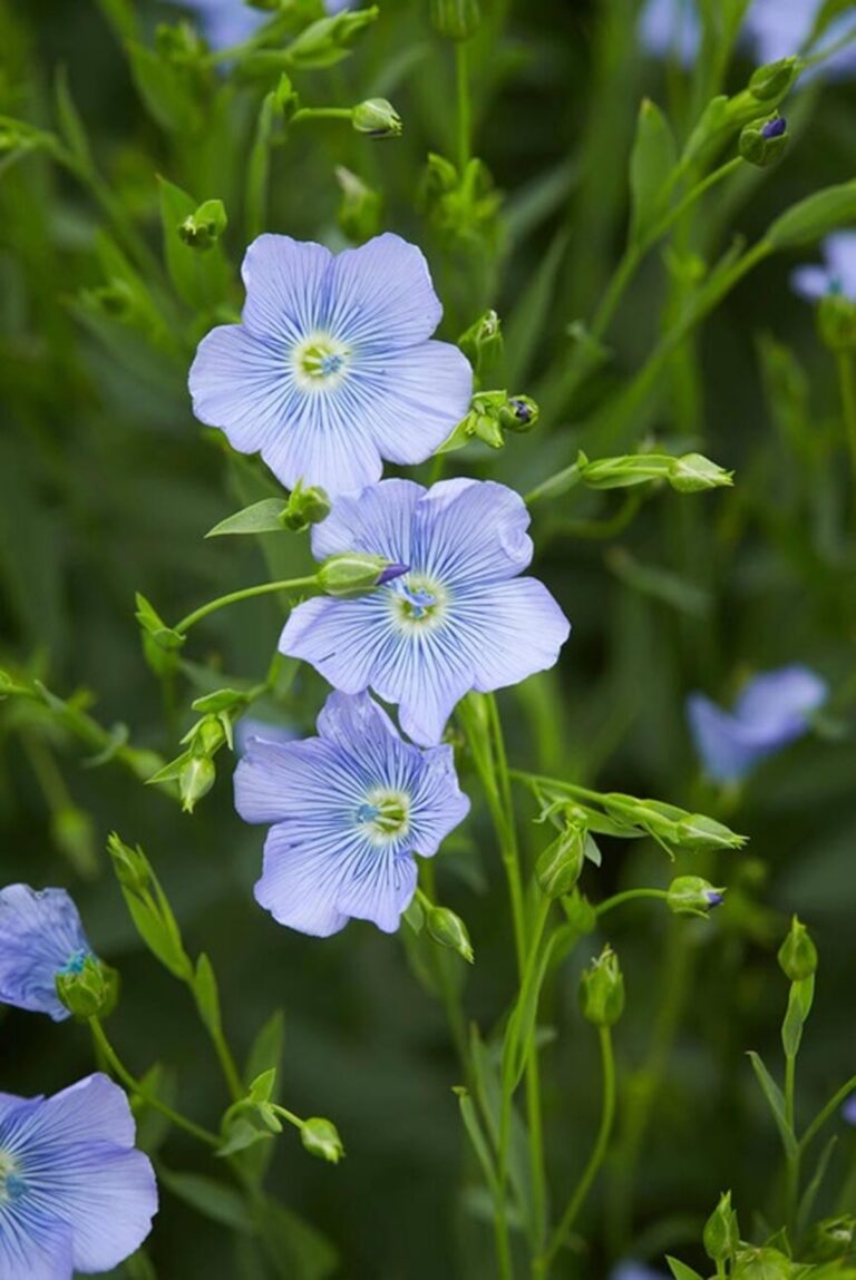 17 Beautiful Irish Flowers to Brighten Your Garden Space