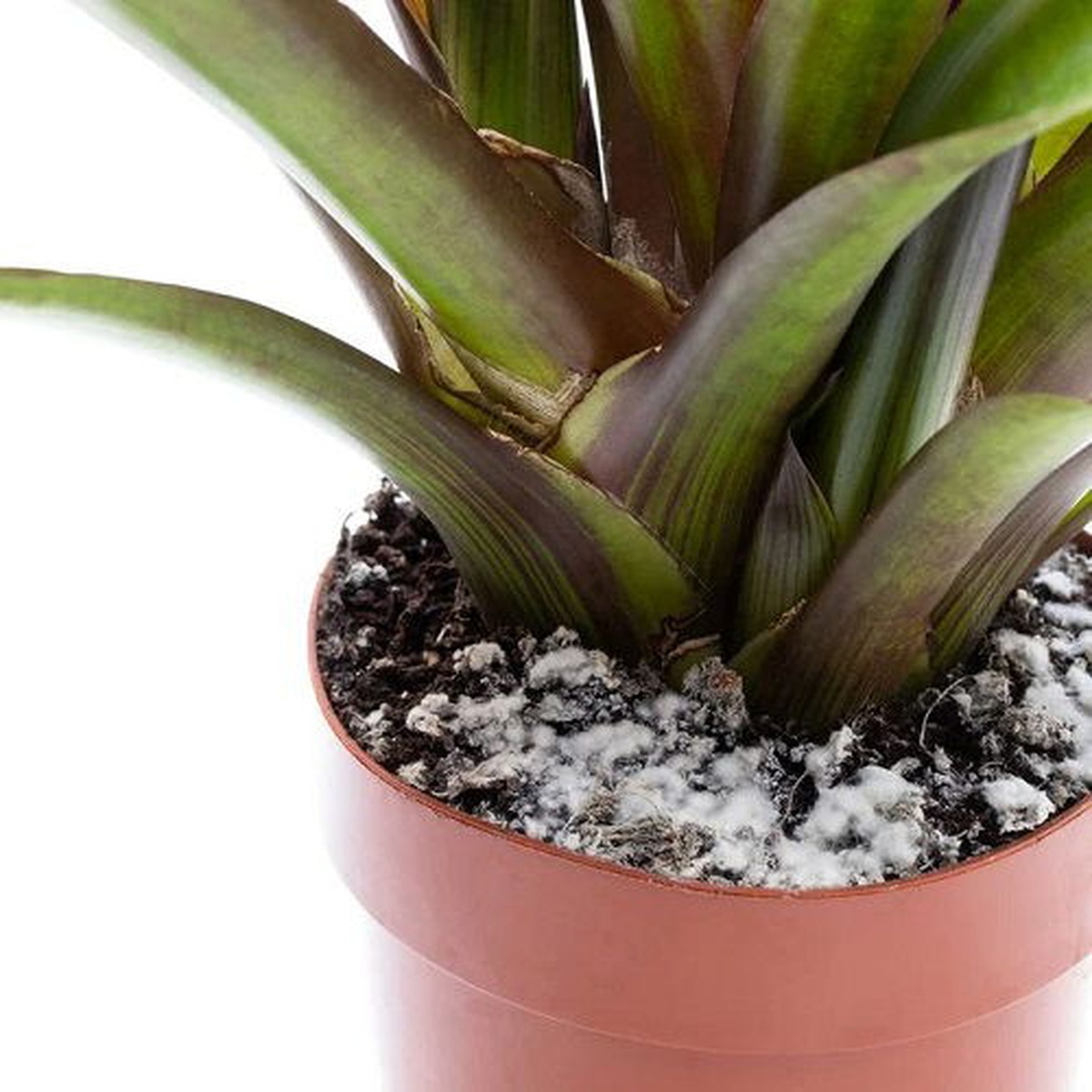 7 Soil Warning Signs That Say It's Time to Start Fresh