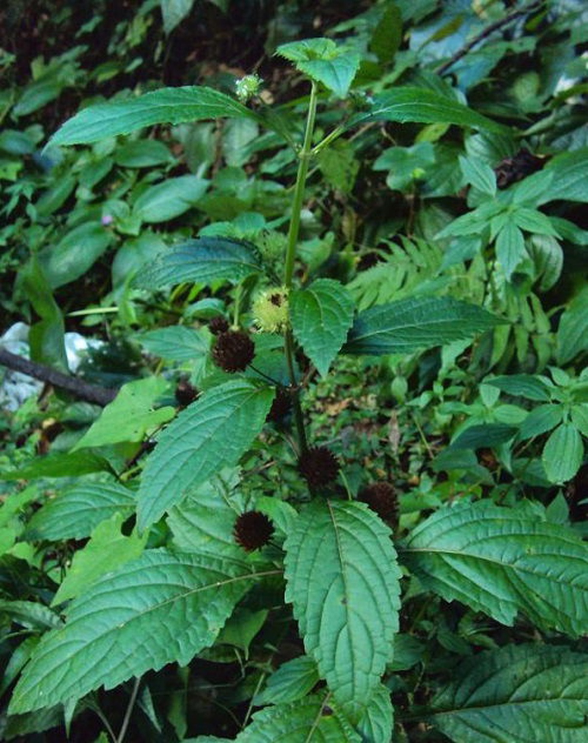13 Surprising Plants That Look Just Like Mint But Aren't