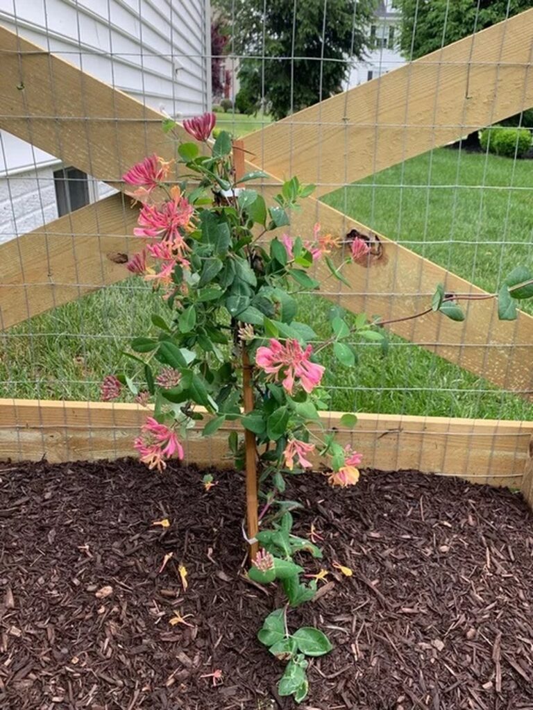 23 Beautiful Honeysuckle Varieties to Brighten Your Garden