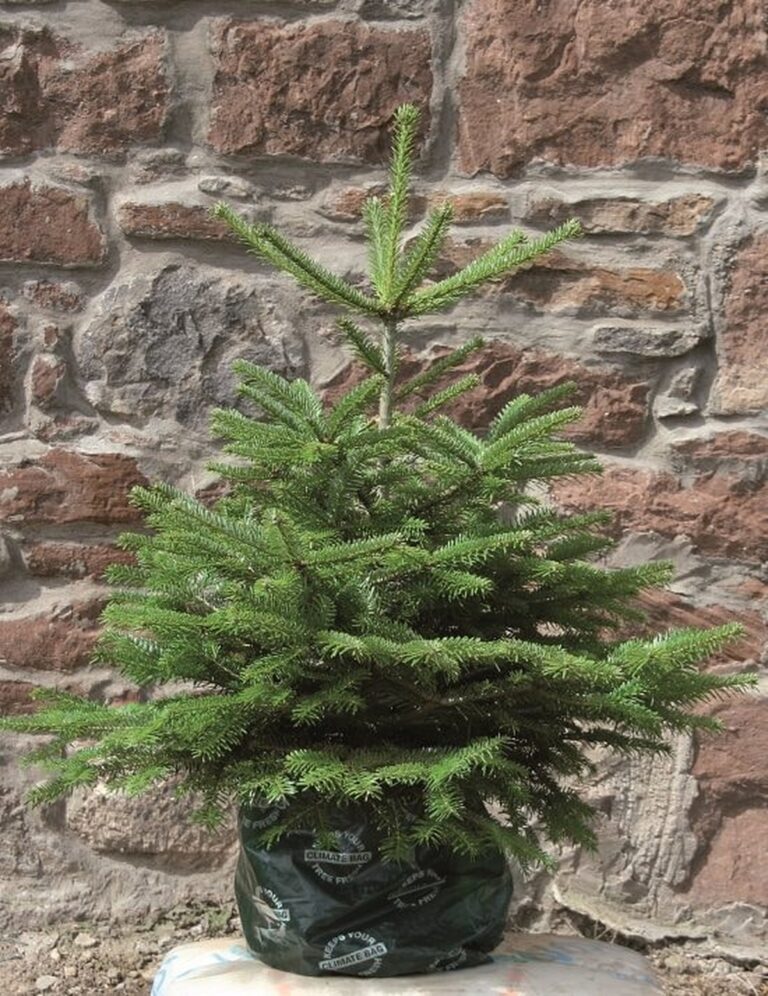 50 Gorgeous Acid Loving Plants For Acidic Soil That Thrive