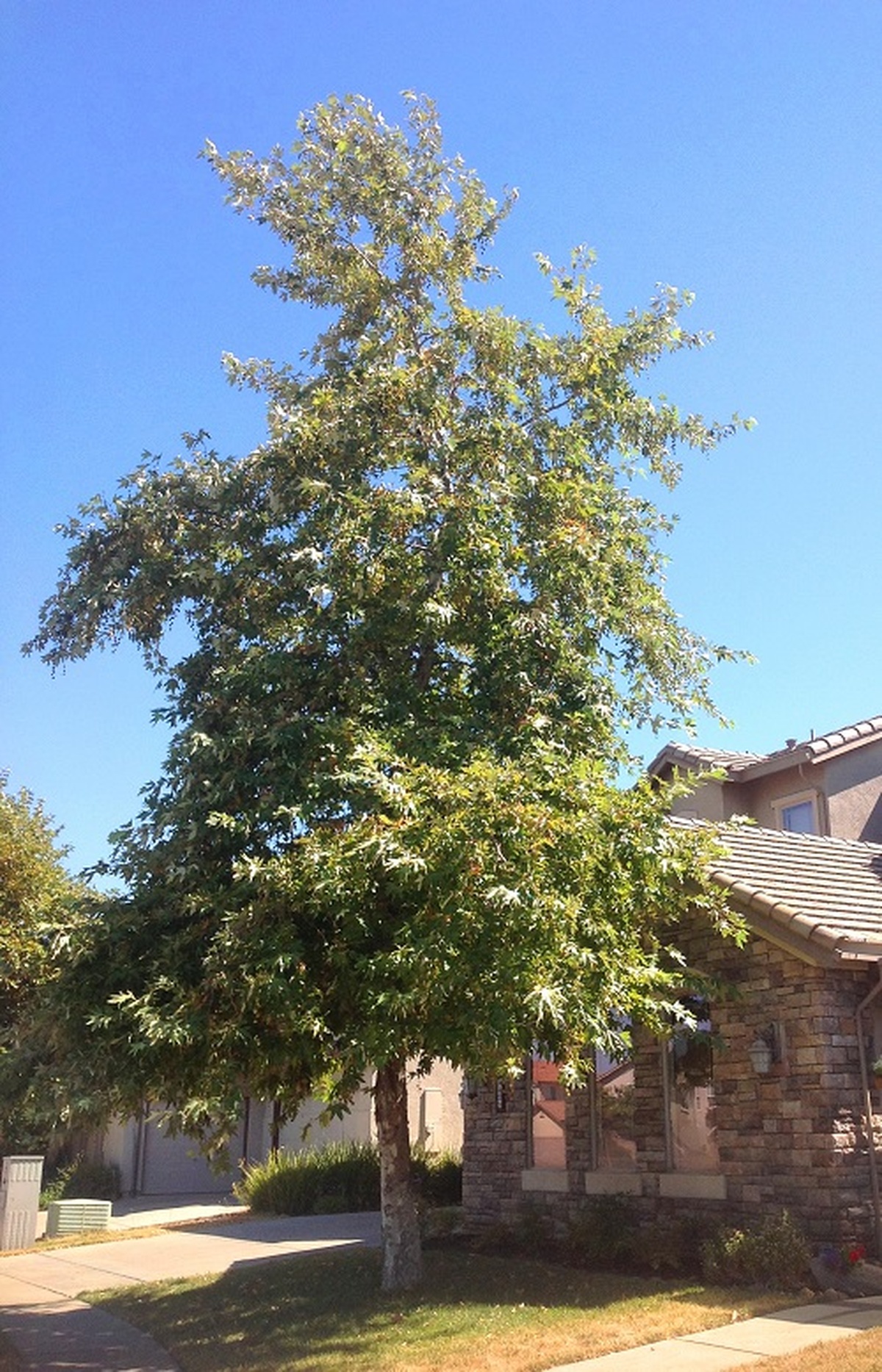11 Fast Growing Shade Trees in California for a Cool Backyard