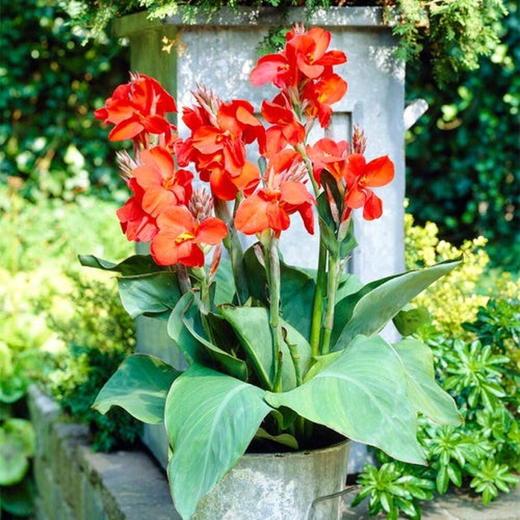 30 Stunning Types of Canna Lily Varieties for Garden Paradise