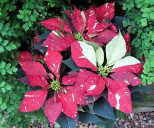 32 Stunning Types of Poinsettia Color Pictures to Brighten Your Day