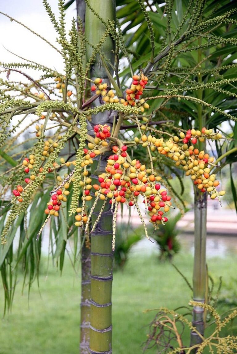 14 Gorgeous Palm Trees that Flower Beautifully in Your Garden