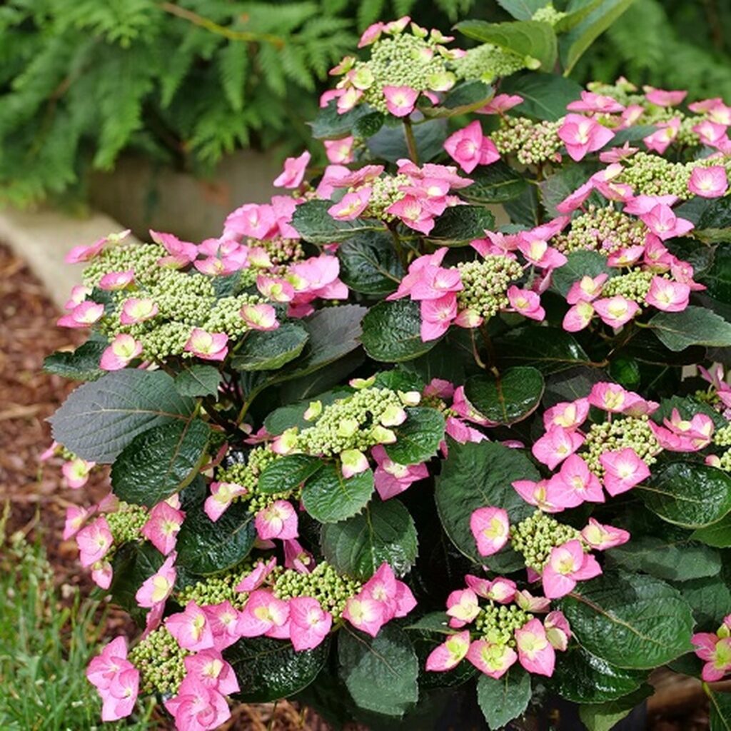 22 Breathtaking Oakleaf Hydrangea Varieties For Your Garden