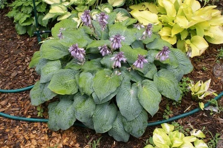 25 Stunning Purple Hostas To Brighten Your Garden Space
