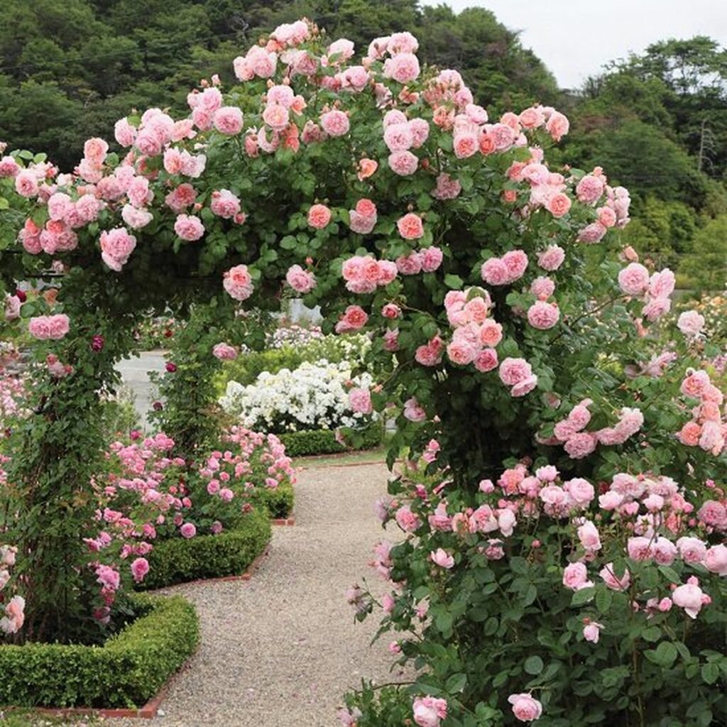 21 Beautiful Thornless Roses That Bring Joy Without Pain