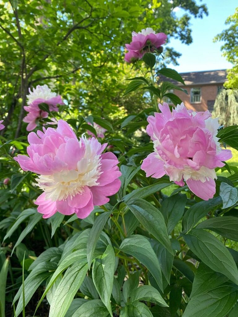 55 Gorgeous Pink Peony Varieties That Bloom Beautifully