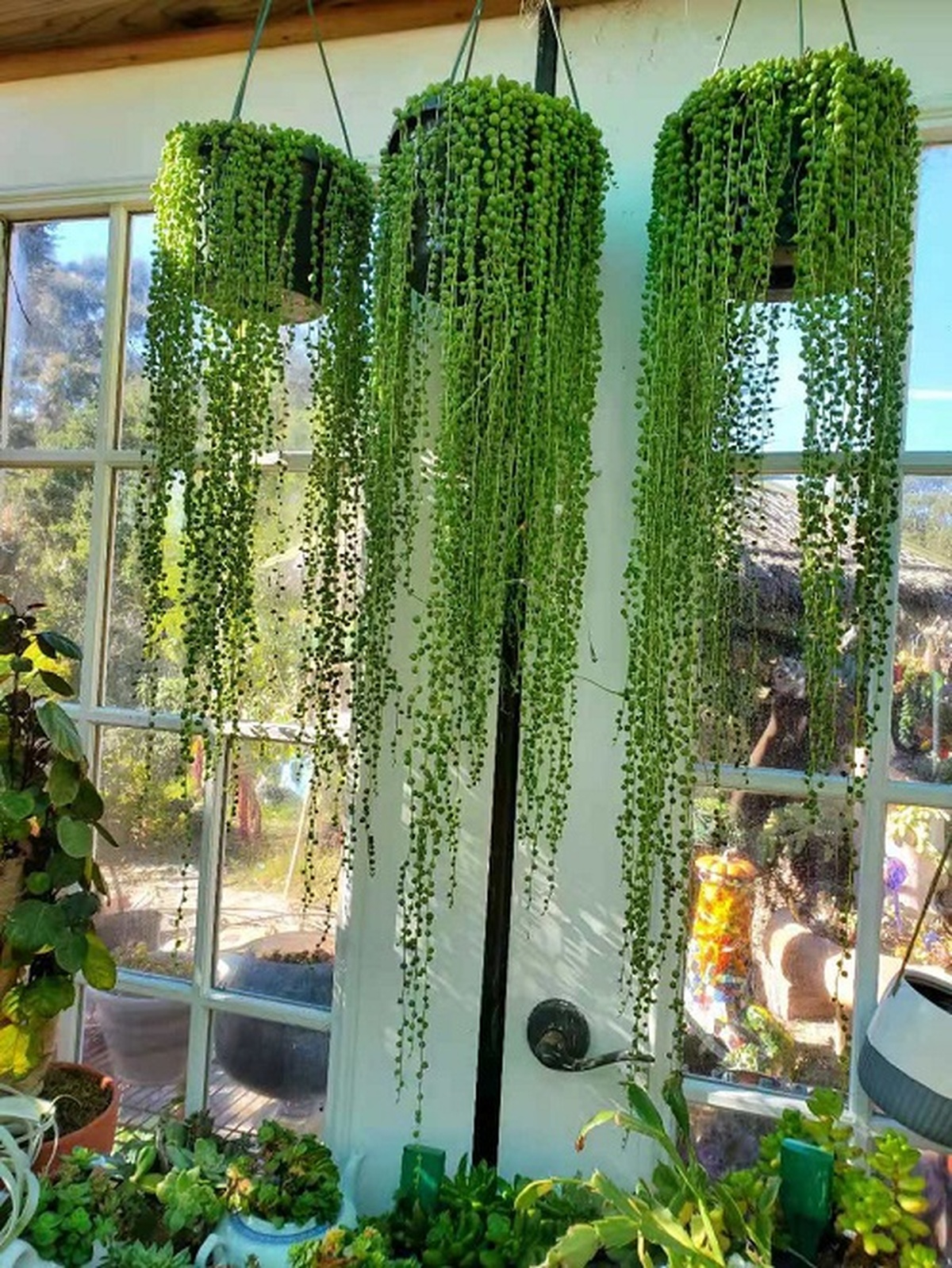 13 Stunning Privacy Plants for Windows to Shield Your Home