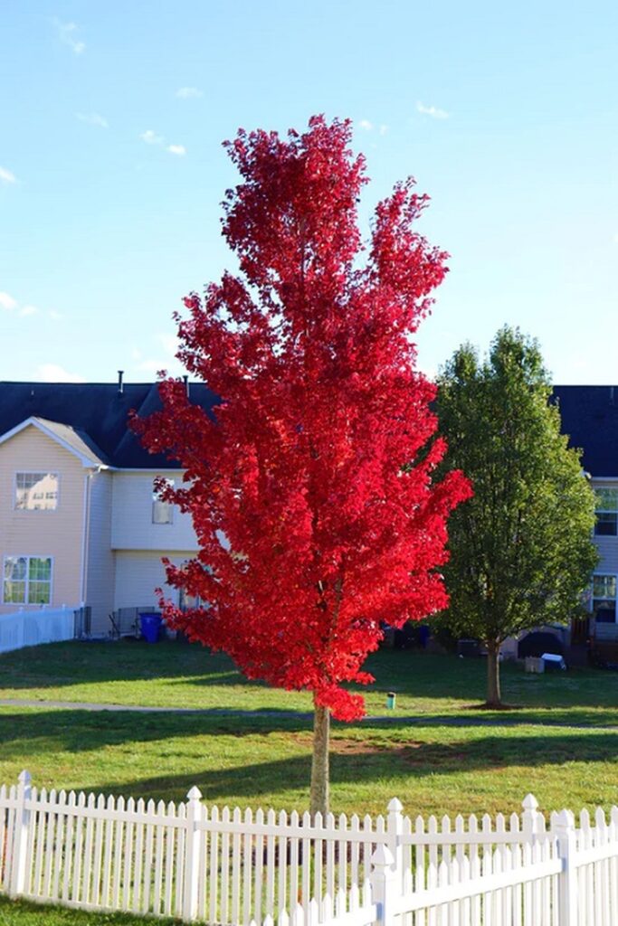 15 Exotic Trees With Red Leaves All Year for Your Garden
