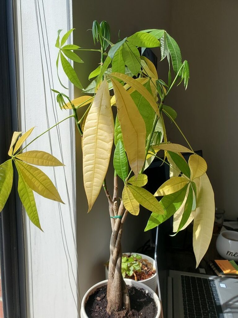 10 Shocking Reasons Your Money Tree Leaves Turning Yellow (And Easy Fixes)