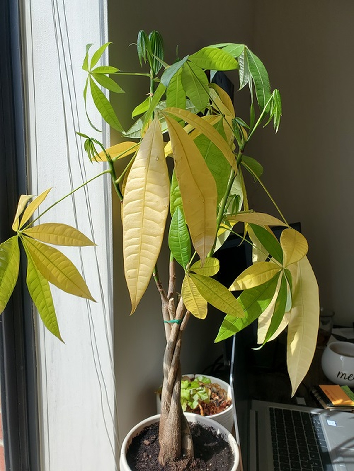 10 Shocking Reasons Your Money Tree Leaves Turning Yellow (And Easy Fixes)