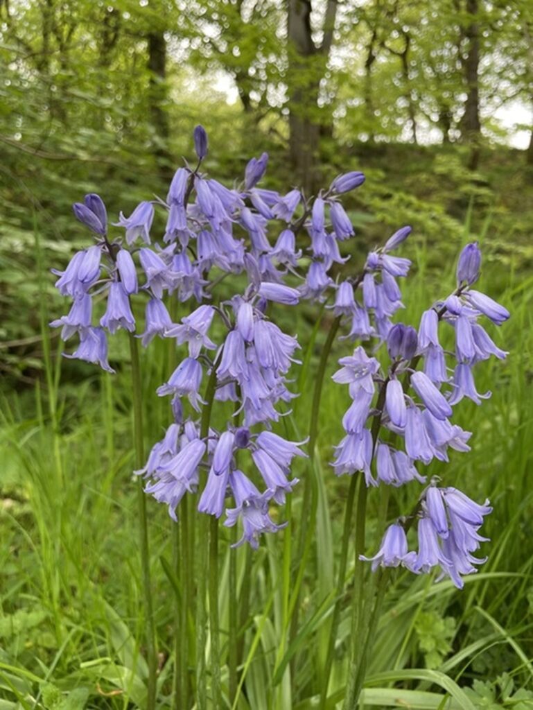 17 Beautiful Irish Flowers to Brighten Your Garden Space