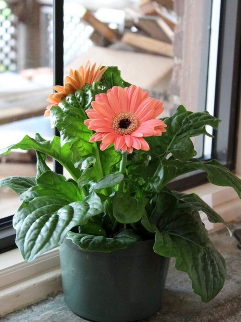 26 Enchanting Indoor Windowsill Flower Garden Ideas for Home Bliss