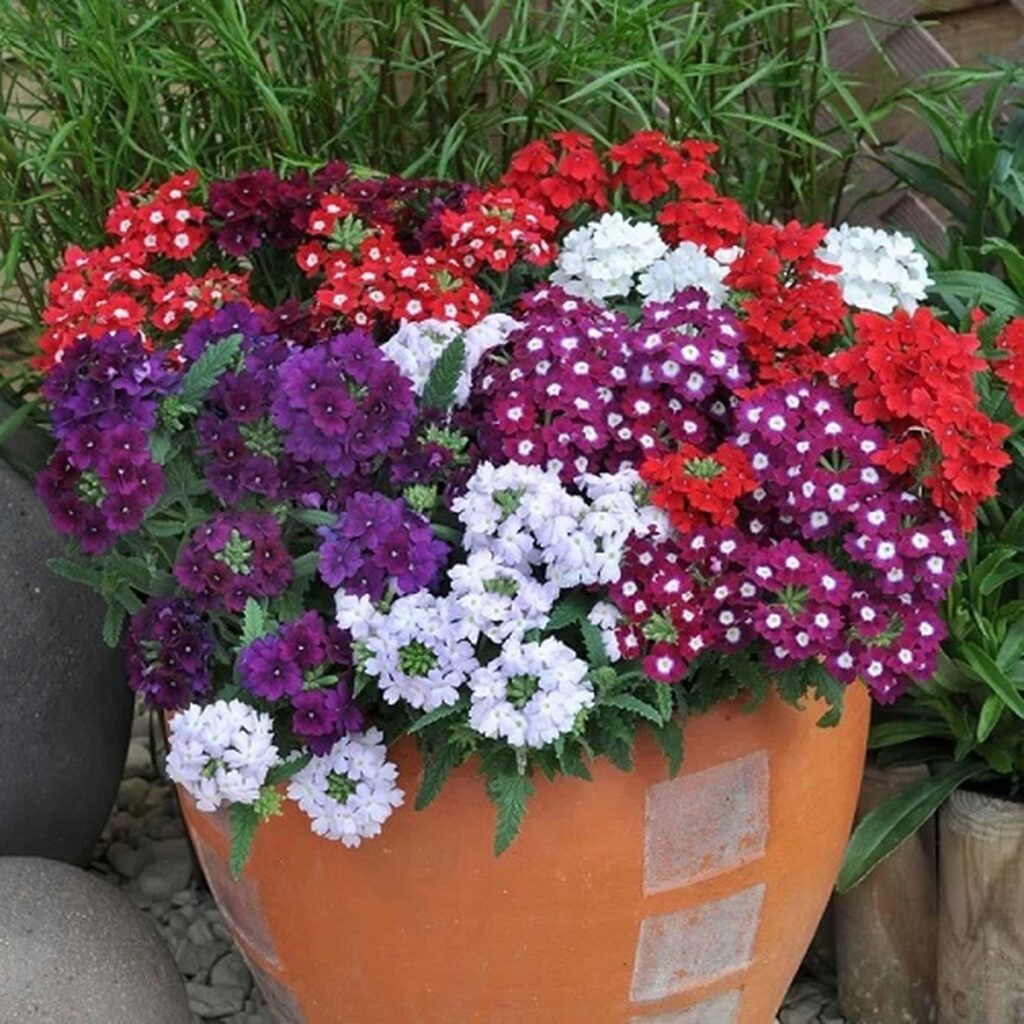 25 Powerful Flowers That Represent Strength - Nature's Warriors!