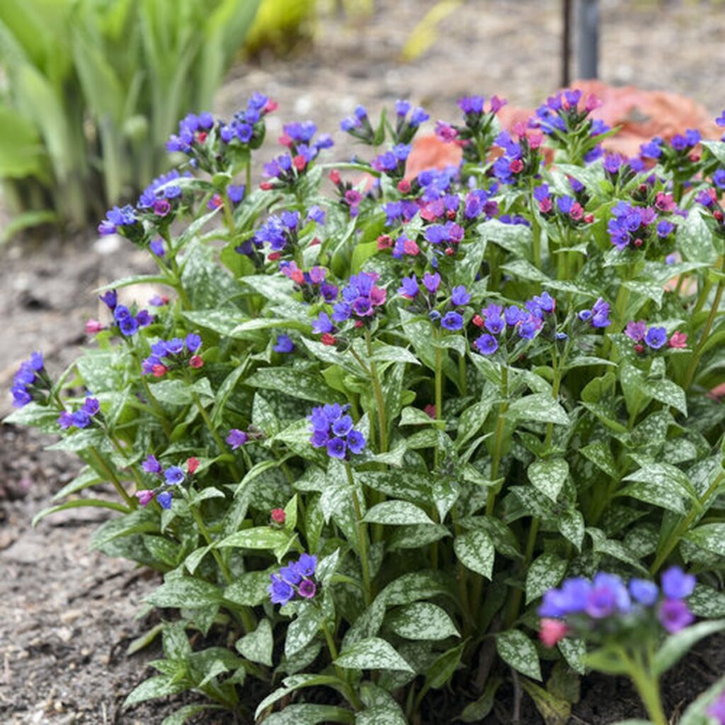 30 Stunning Weeds with Blue Flowers That Brighten Any Garden